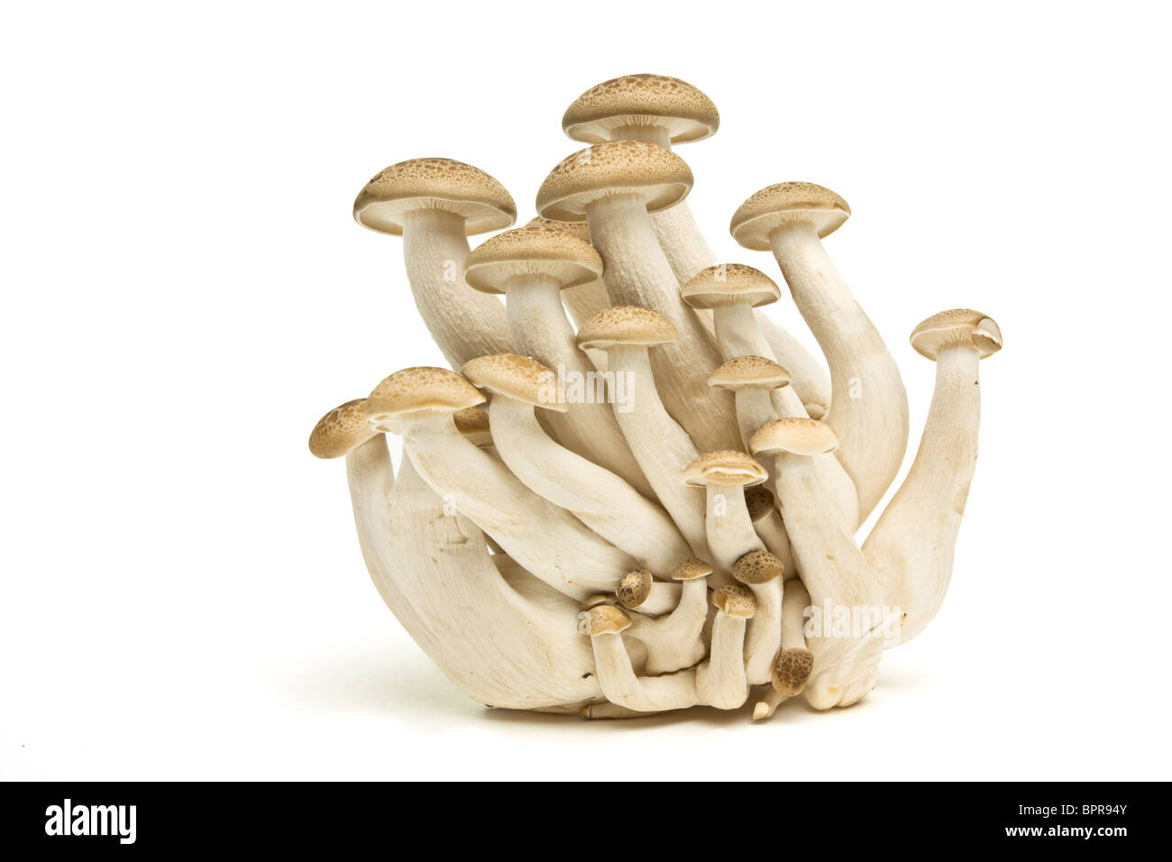 Edible mushrooms clump mushroom hi-res stock photography and images - Alamy