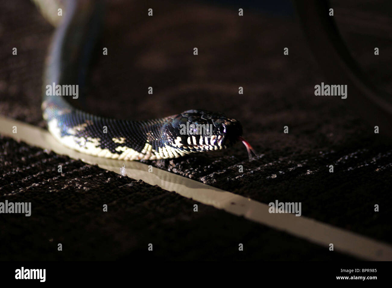 Snake On Plane High Resolution Stock Photography and Images - Alamy