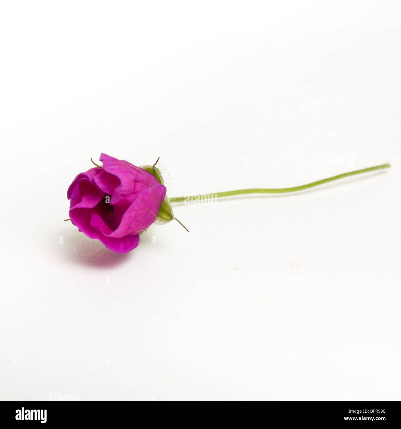 Single flower on stalk hi-res stock photography and images - Alamy