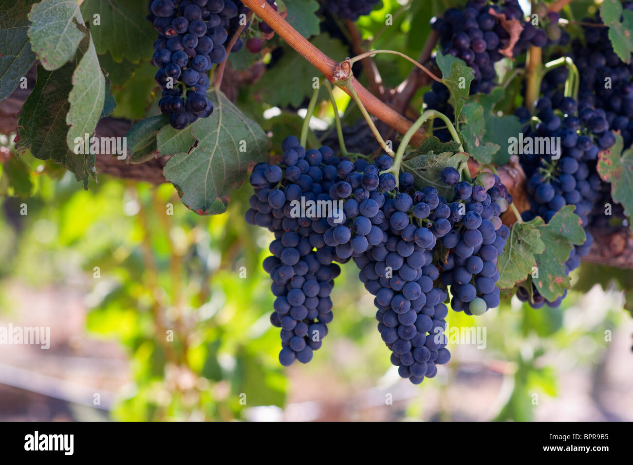 Round grapes on a vine hi-res stock photography and images - Alamy