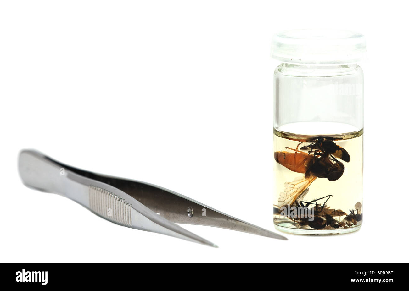 Insects dissection hi-res stock photography and images - Alamy