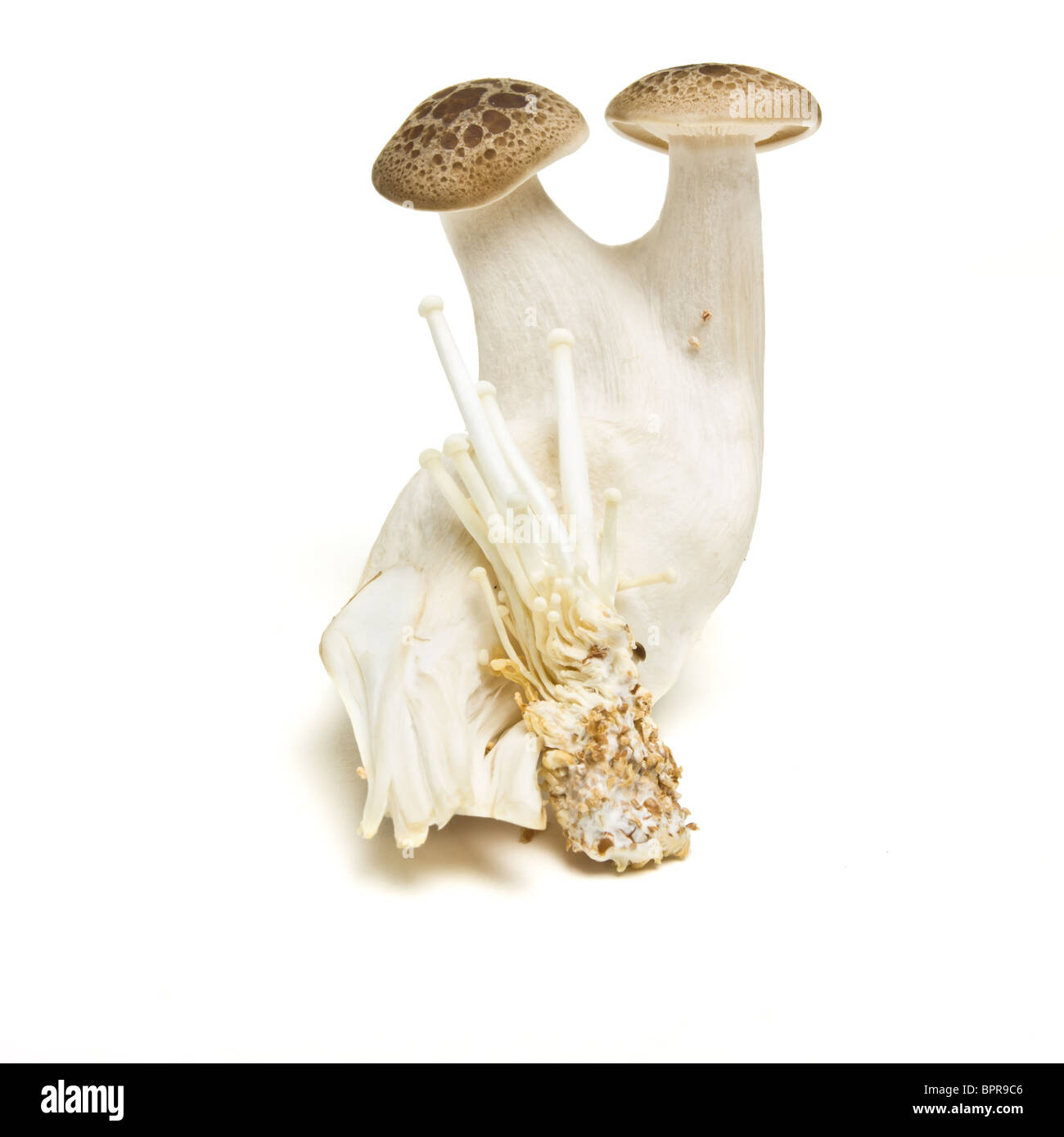 Brown enoki mushrooms hi-res stock photography and images - Alamy
