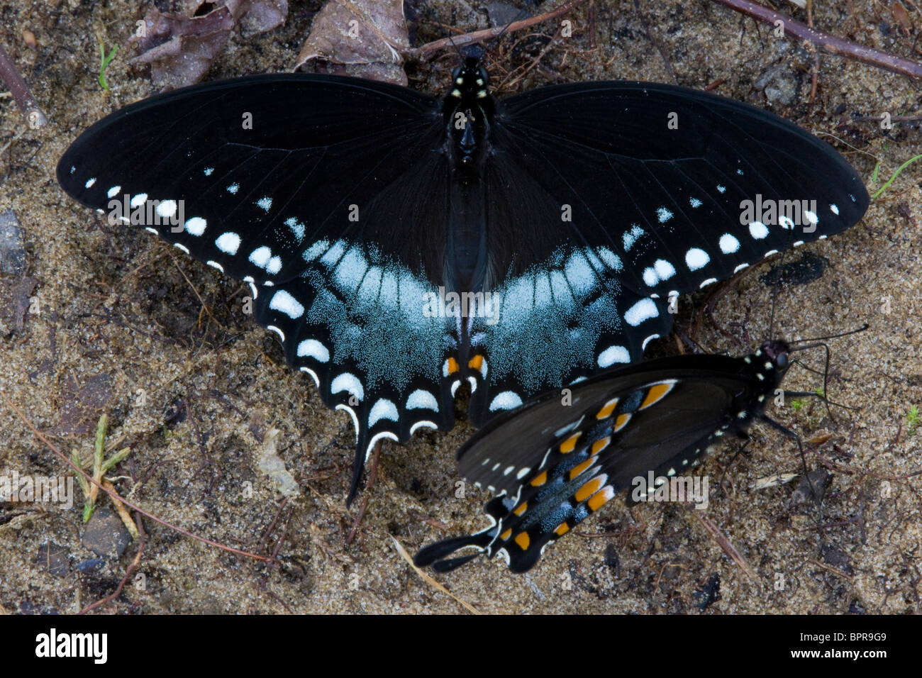 Swallowtails, Ozark Highlands Trail, Arkansas Stock Photo - Alamy