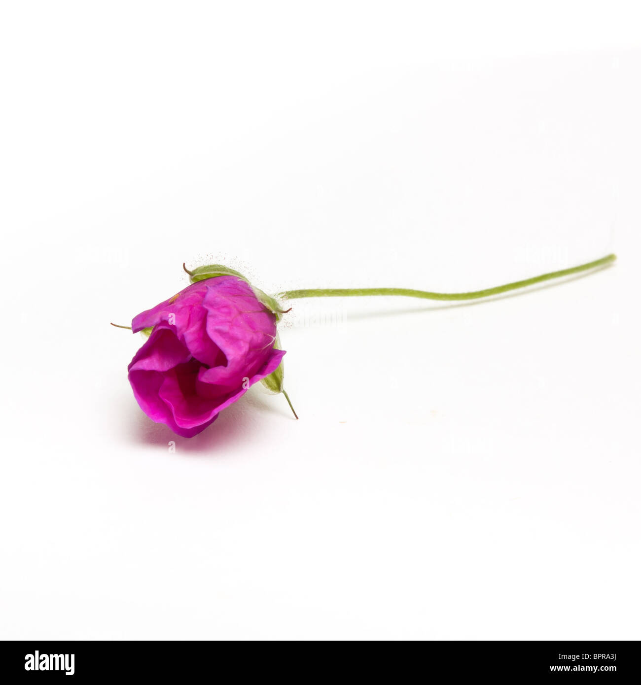 Beautiful single flower Cut Out Stock Images & Pictures - Alamy