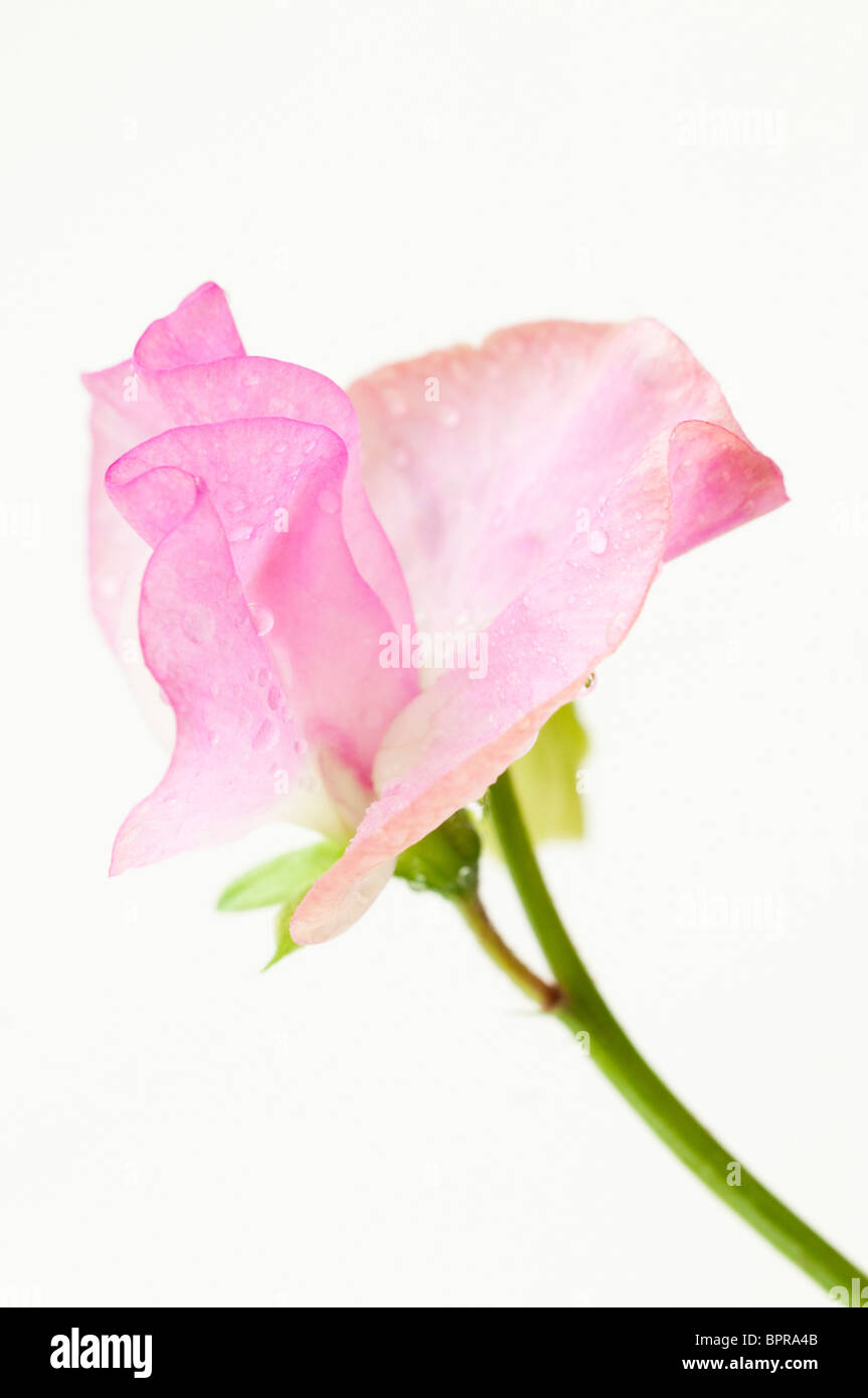 Spencer sweet peas hi-res stock photography and images - Alamy