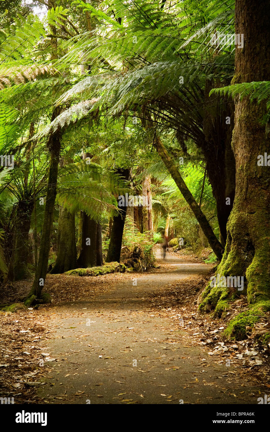Lush pathway through the forest Stock Photo - Alamy