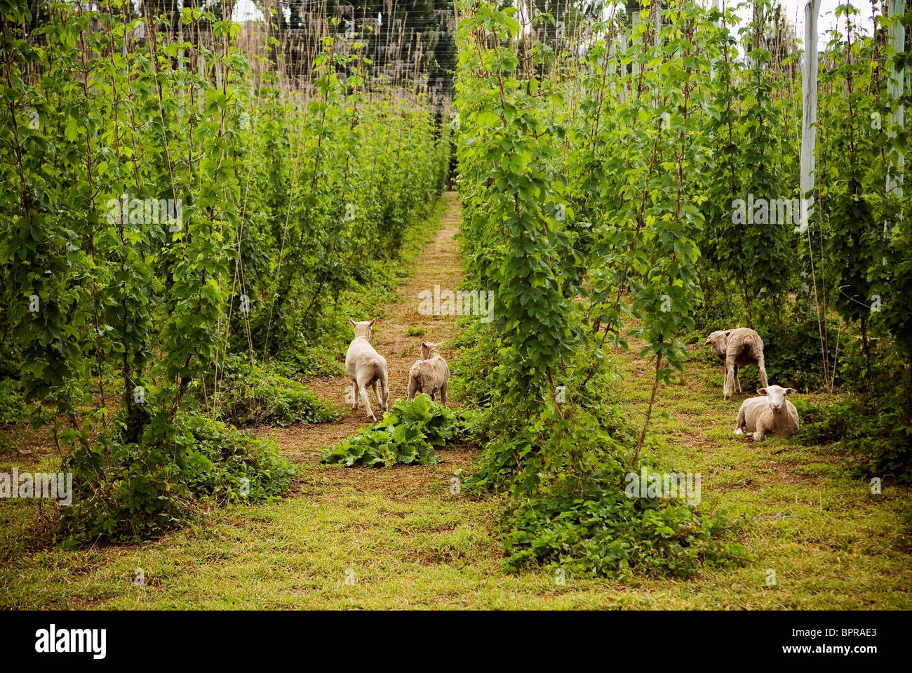 Hops grow in large plantations, with sheep hiding in the rows Stock ...