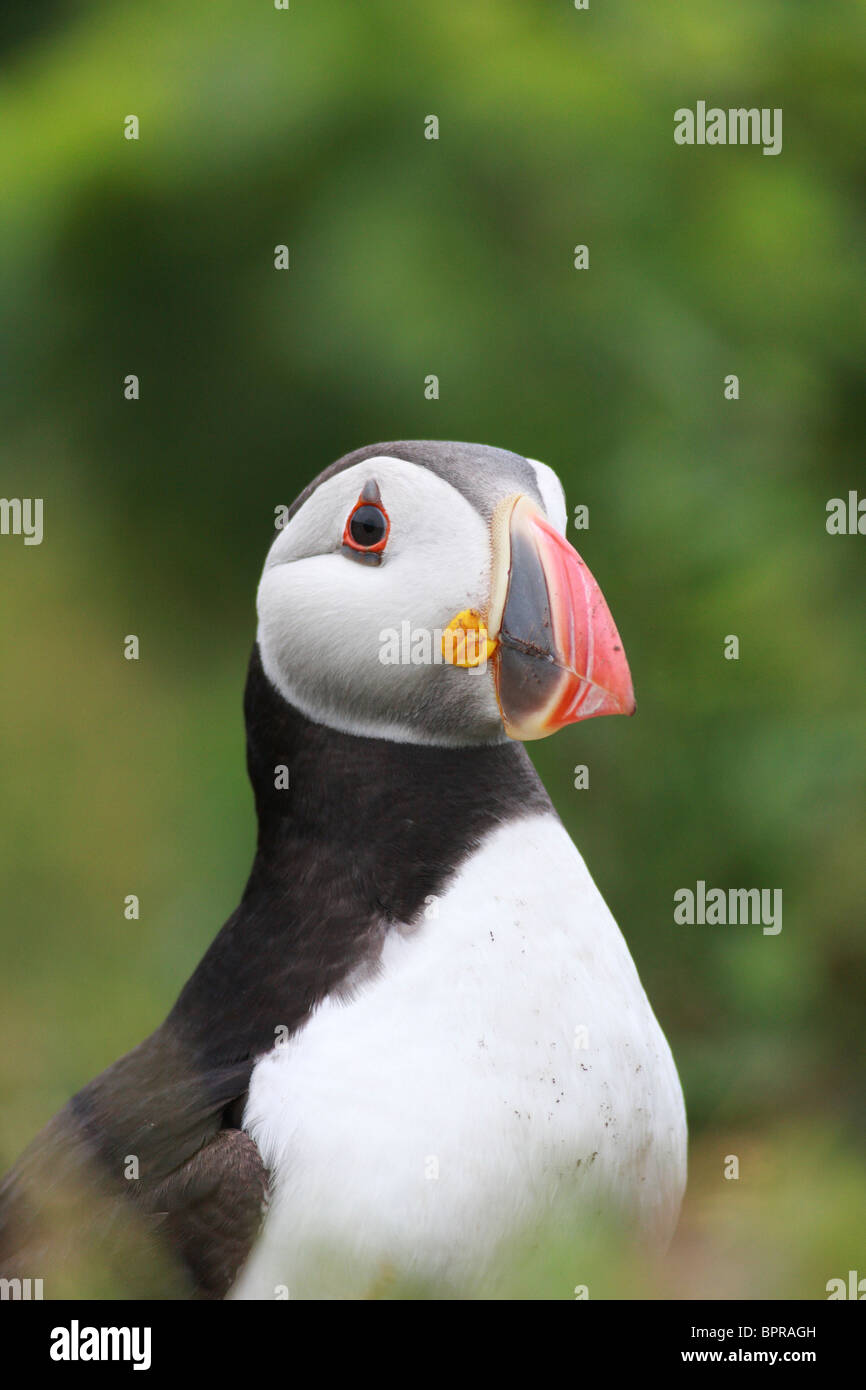Portrait of an Atlantic Puffin Stock Photo - Alamy