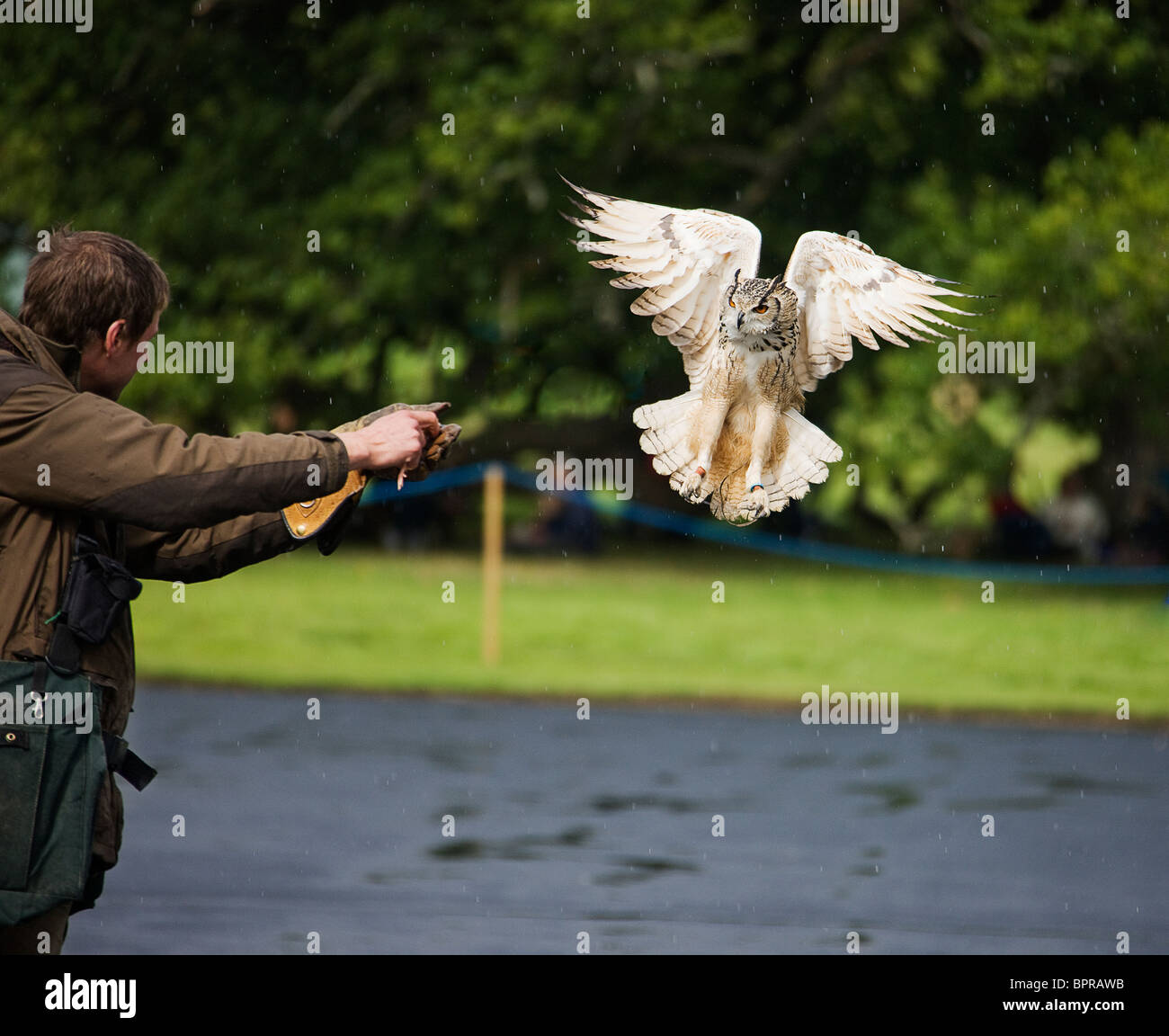 Bird handler with a Indian Eagle Owl Floors castle Stock Photo - Alamy
