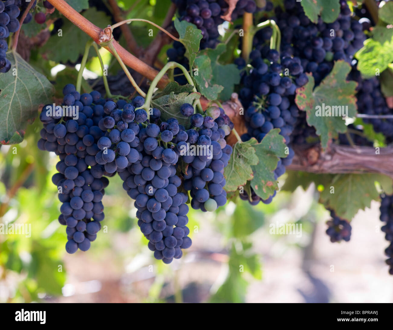 Grapes on the Vine in a Vineyard Setting Stock Photo - Alamy