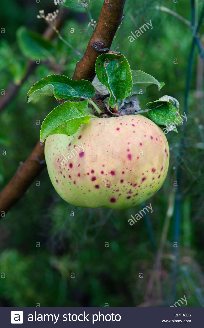 Bitter Pit Stock Photos & Bitter Pit Stock Images - Alamy