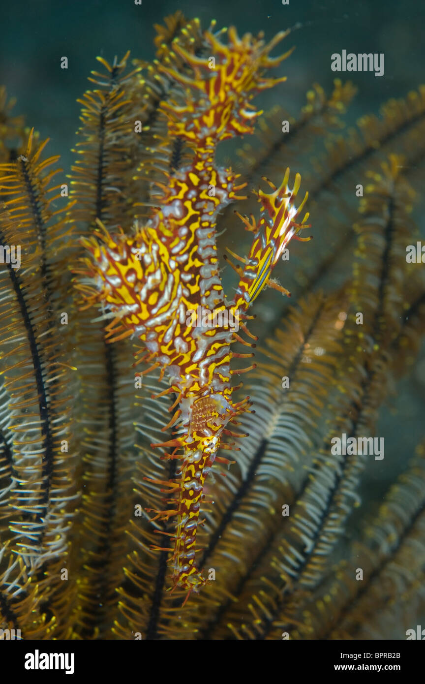 Female Ornate Ghost Pipefish, Solenostomus paradoxus, Kungkungan Bay ...