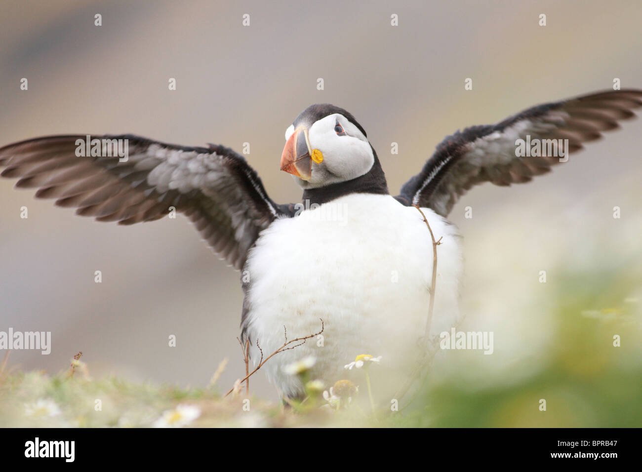 Puffin stretching its wings on the cliff top Stock Photo - Alamy