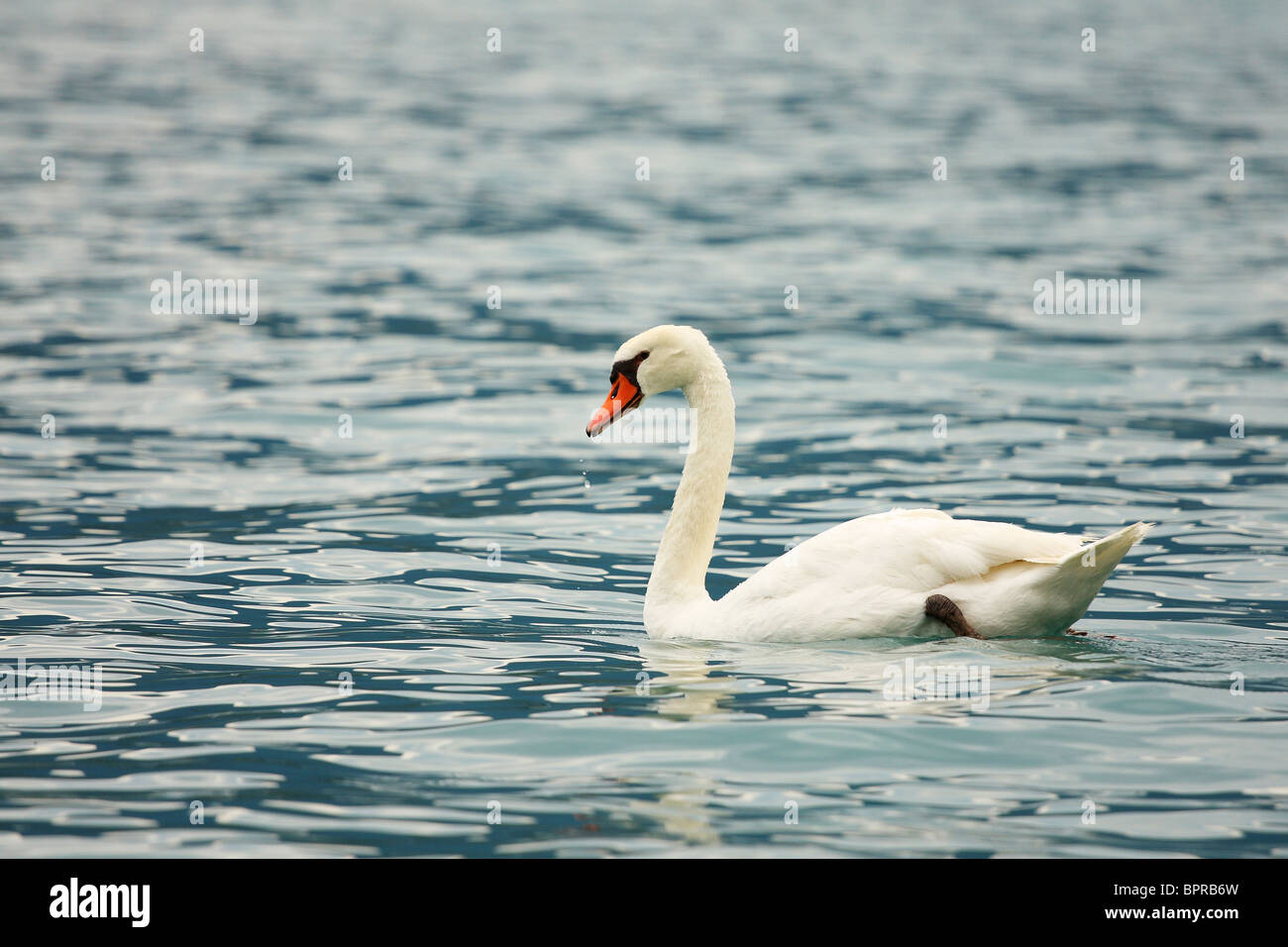 French swan hi-res stock photography and images - Alamy