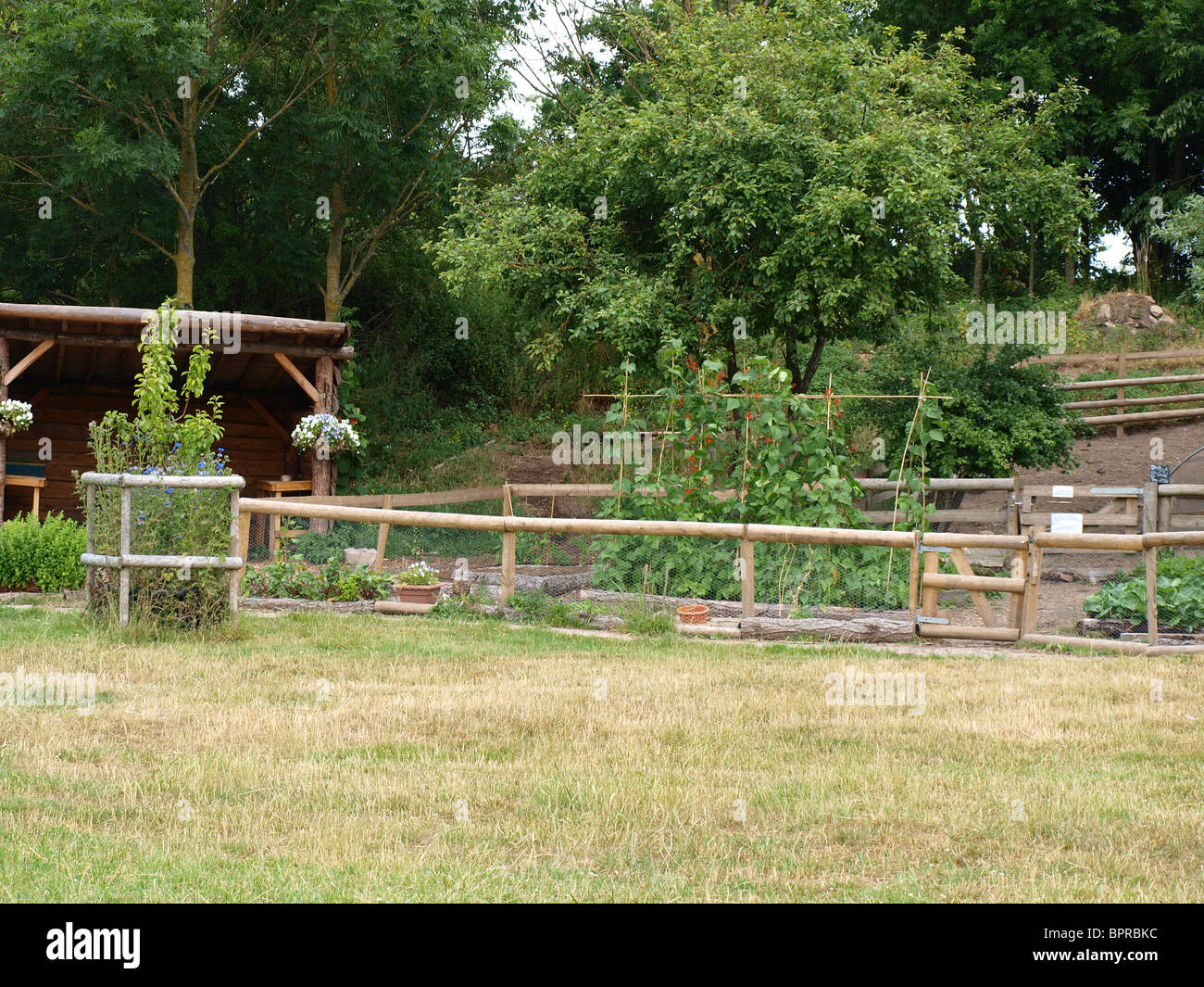 vegetables growing on the farm Stock Photo - Alamy