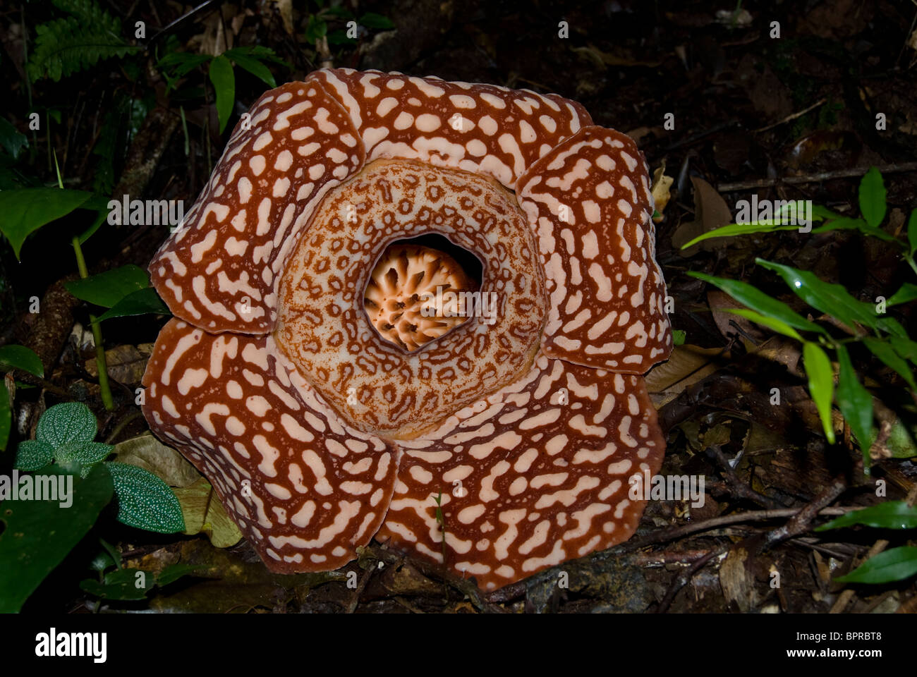 Rafflesia in flower, Rafflesia Pricei, Tambunan Forest reserve, Sabah ...