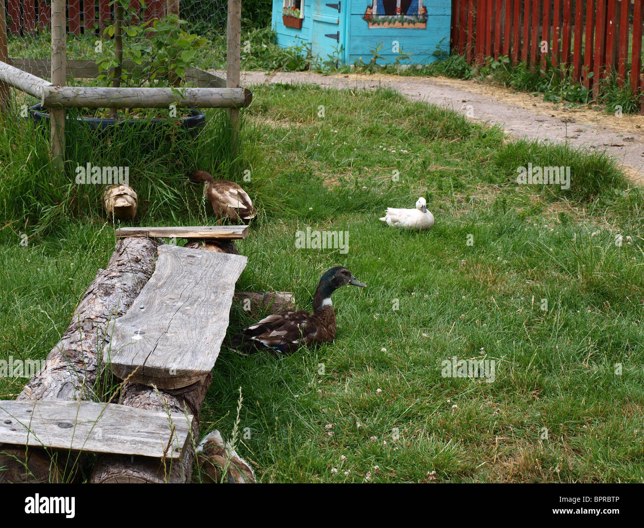 summer time on the farm Stock Photo - Alamy
