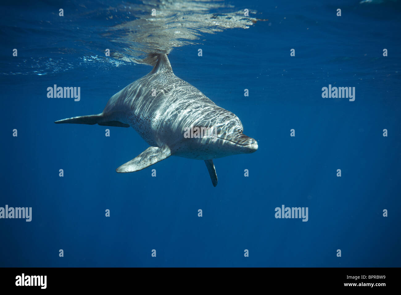 An Indo Pacific Bottlenose Dolphin swimming in the blue, Red Sea, near ...
