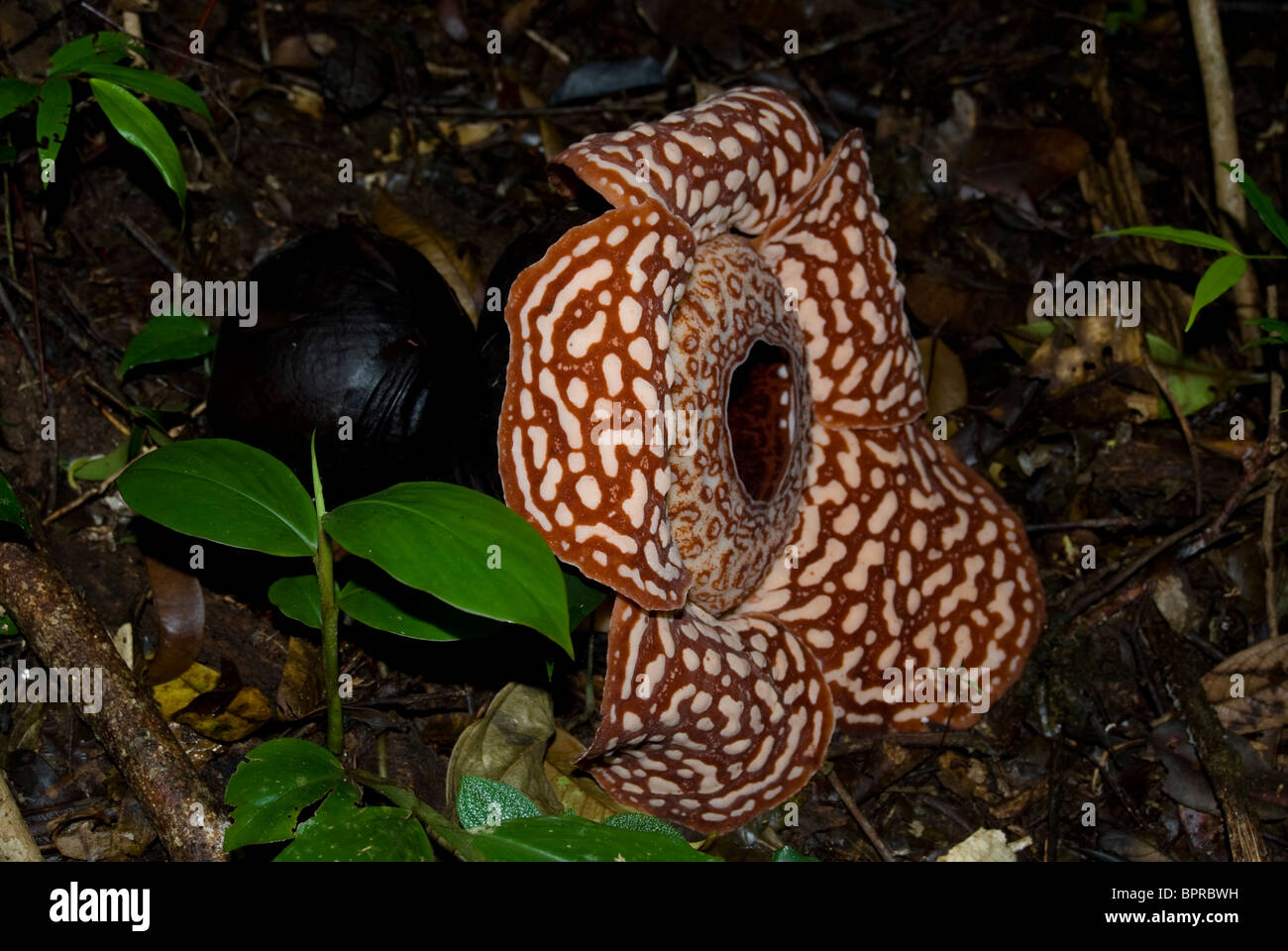 Rafflesia in flower, Rafflesia Pricei, Tambunan Forest reserve, Sabah ...