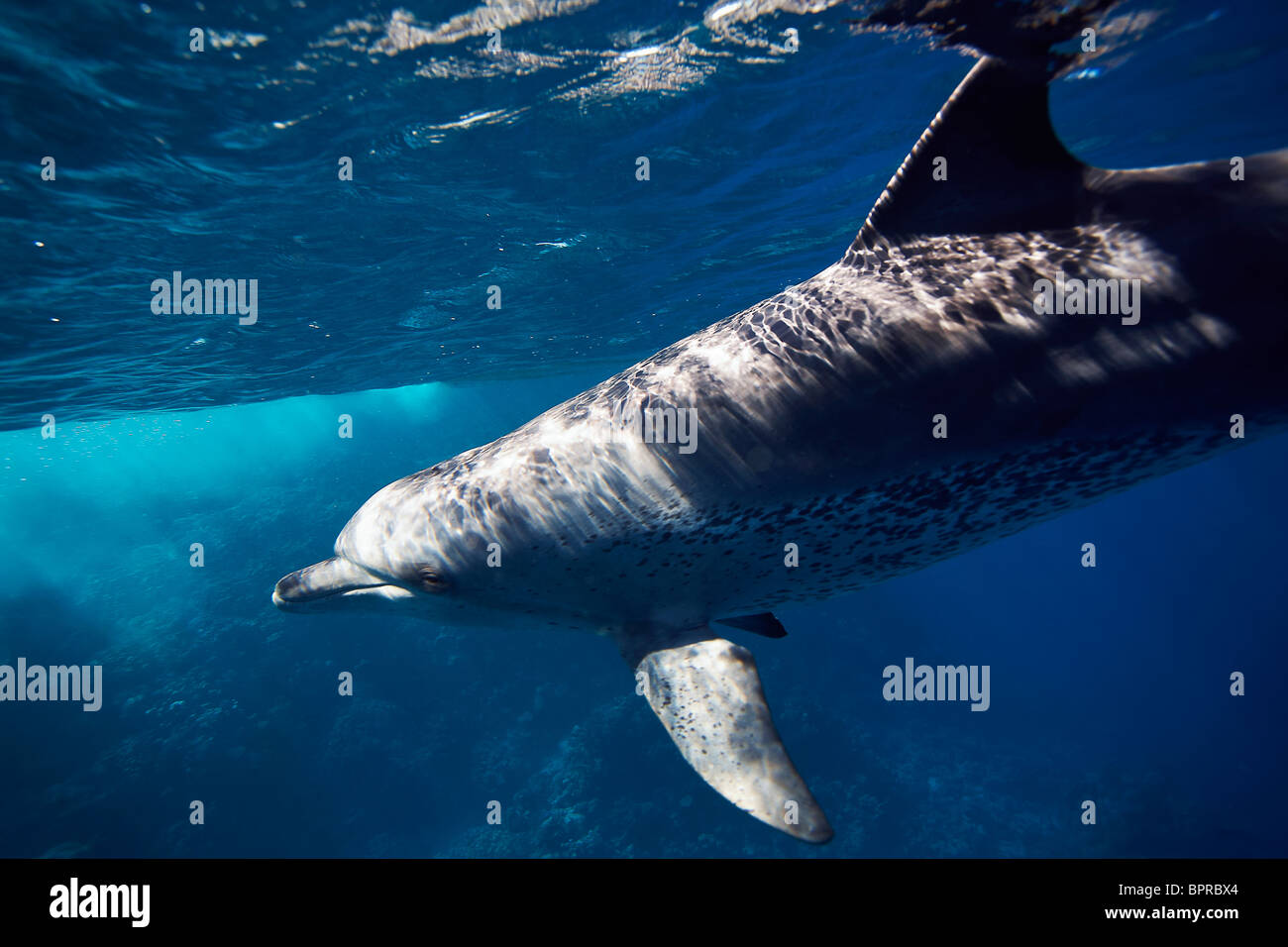 An Indo Pacific Bottlenose dolphin swimming in the blue, Red Sea, near ...