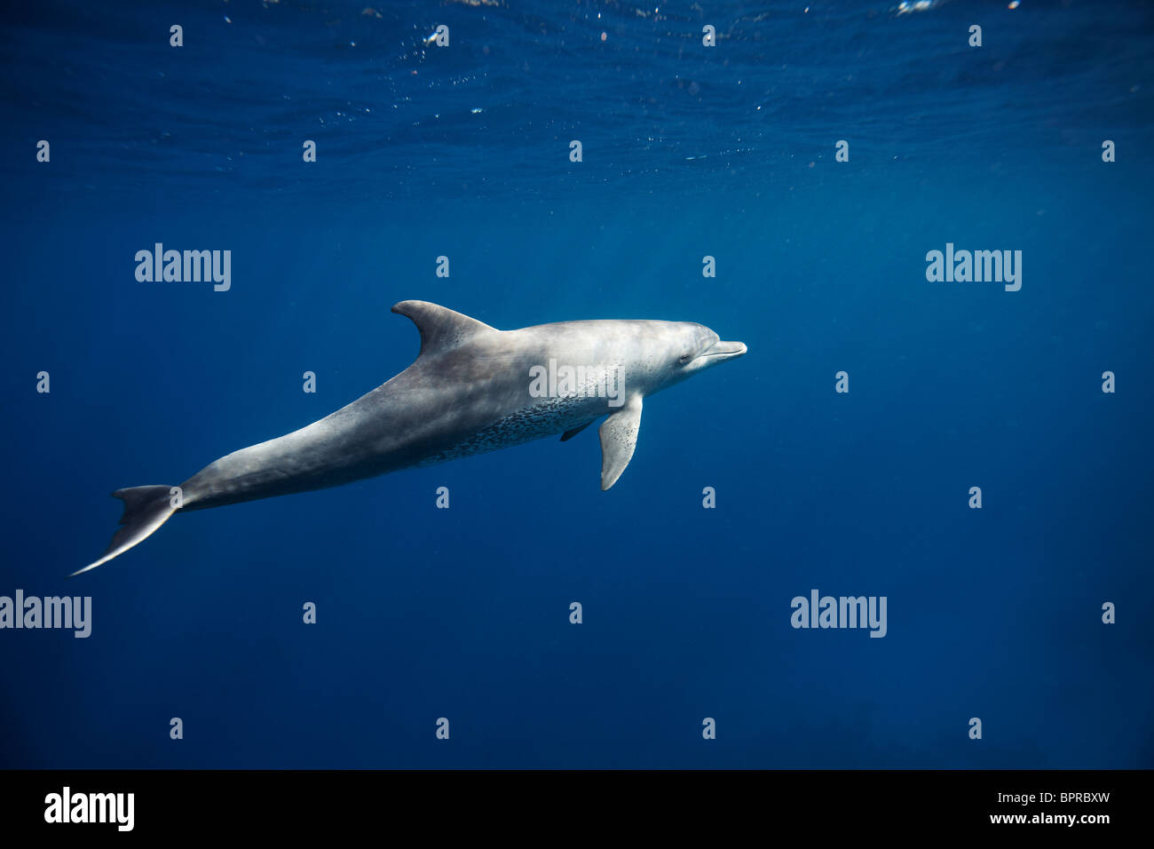An Indo Pacific Bottlenose dolphin swimming in the blue, Red Sea, near ...
