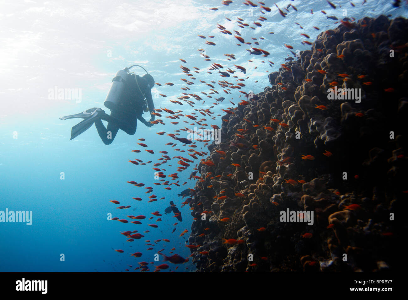 Diver hanging in coral reef Stock Photo - Alamy