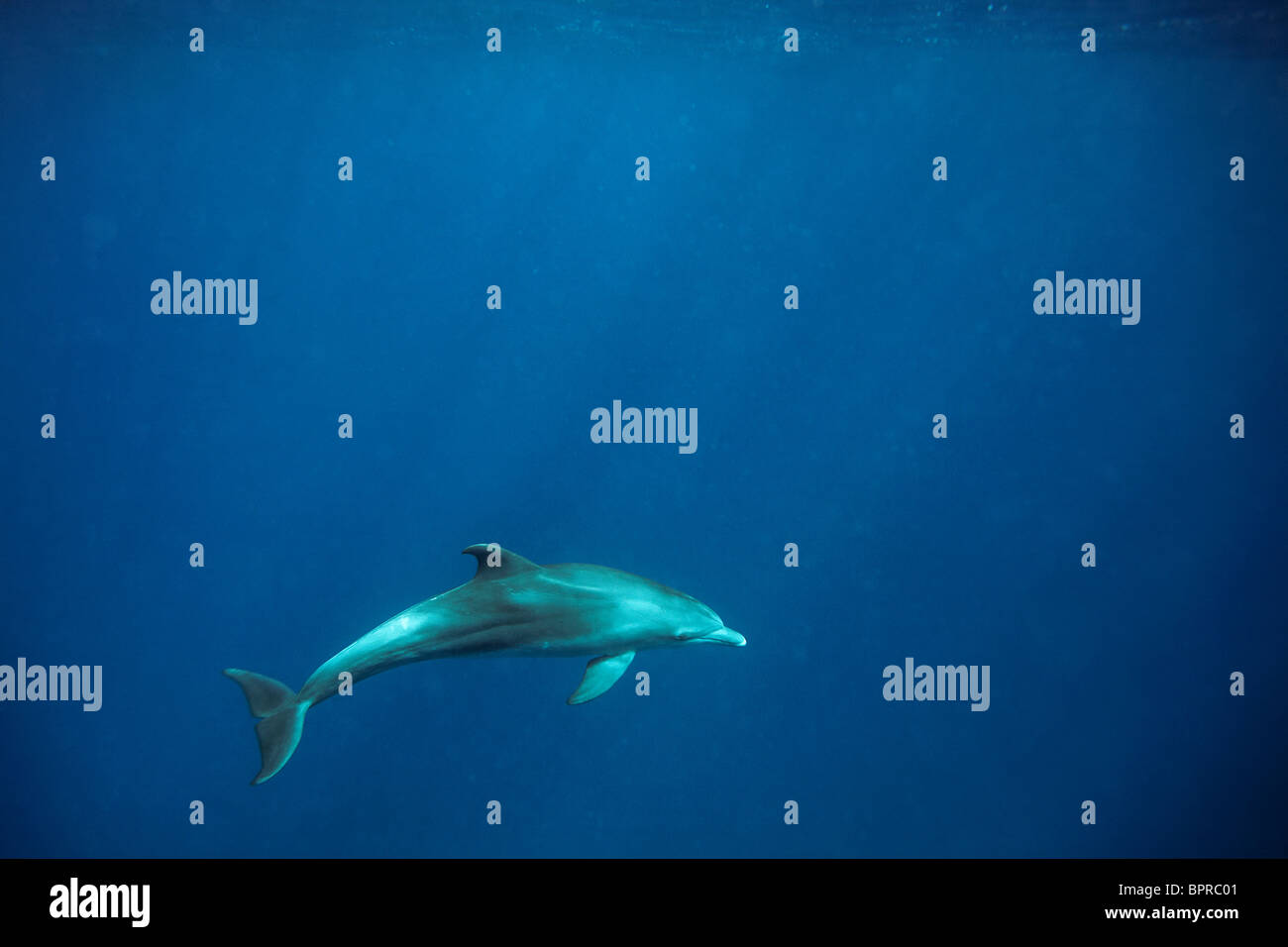 A dolphin in the blue sea Stock Photo - Alamy