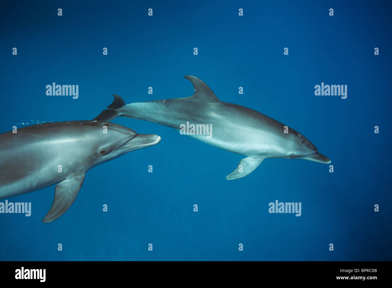Two dolphins playing together Stock Photo - Alamy