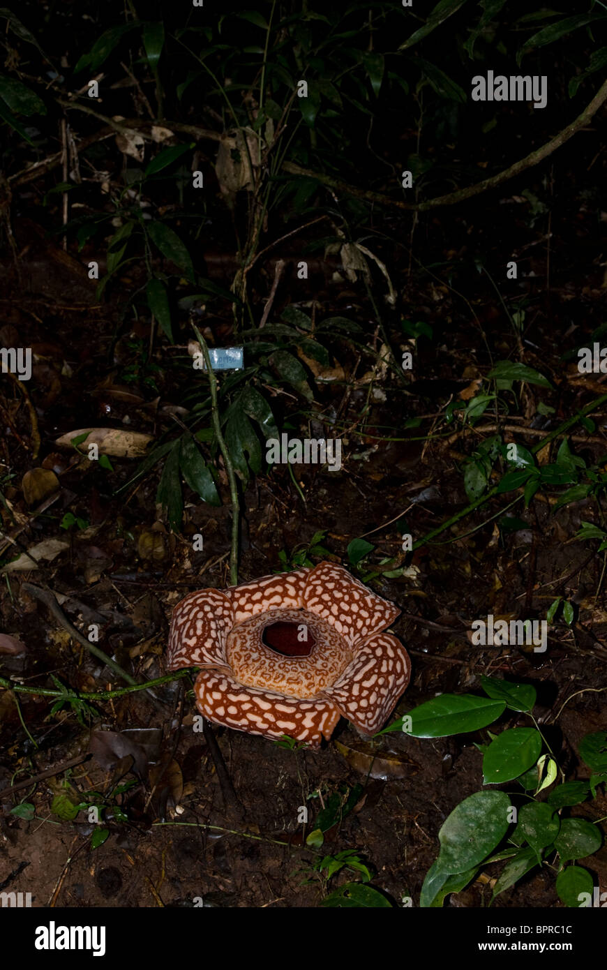 Rafflesia in flower, Rafflesia Pricei, Tambunan Forest reserve, Sabah ...