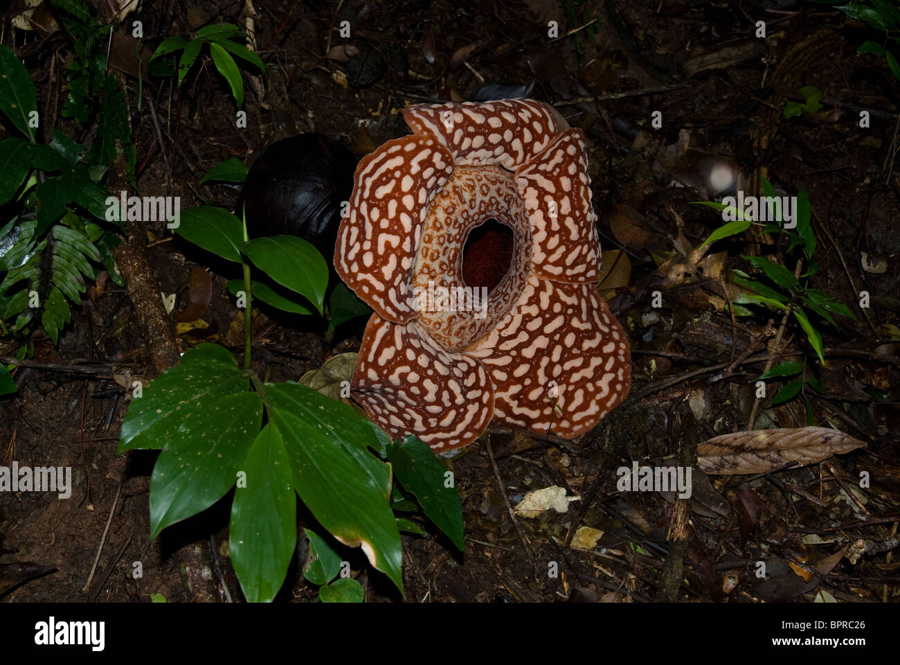 Rafflesia High Resolution Stock Photography and Images - Alamy