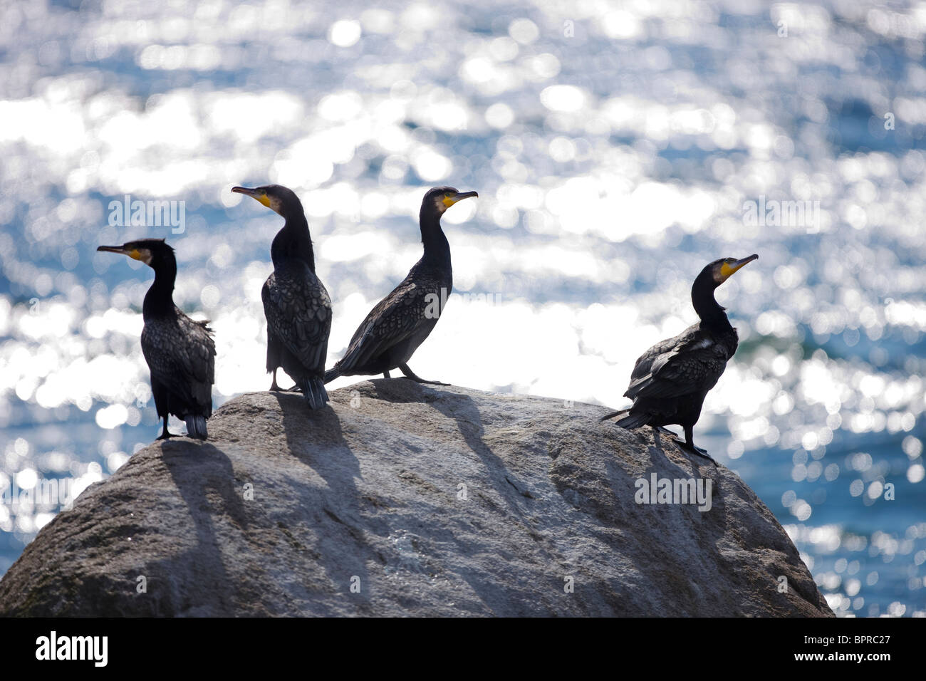 Four cormorants sitting on a rock Stock Photo - Alamy
