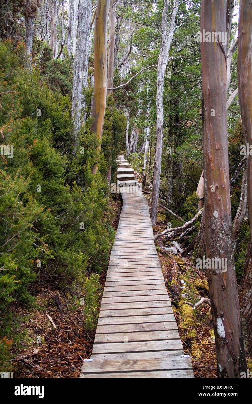 Board walk heading off into a forest and up an incline Stock Photo - Alamy