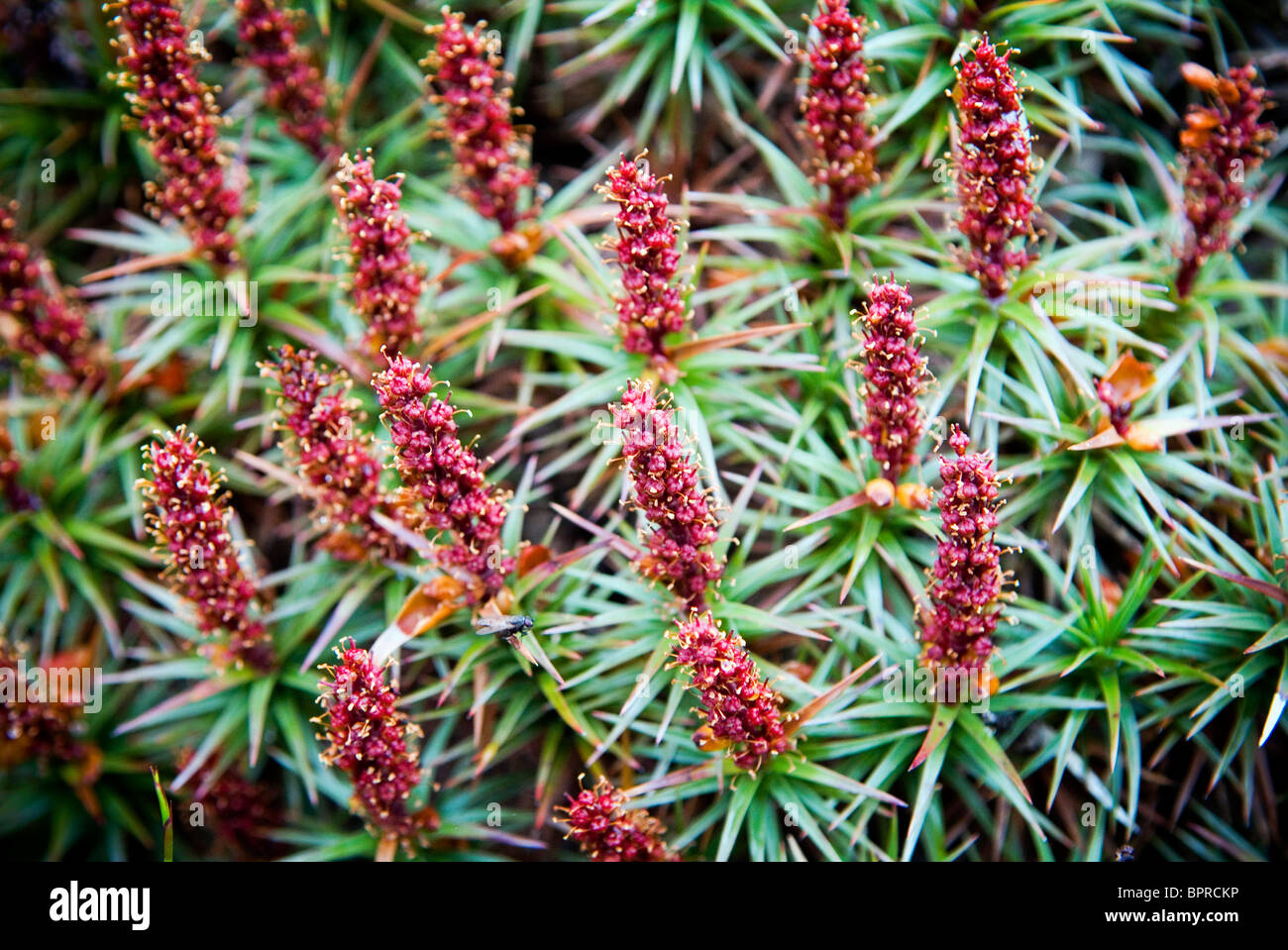 Red flowers in rows on a green plant Stock Photo - Alamy