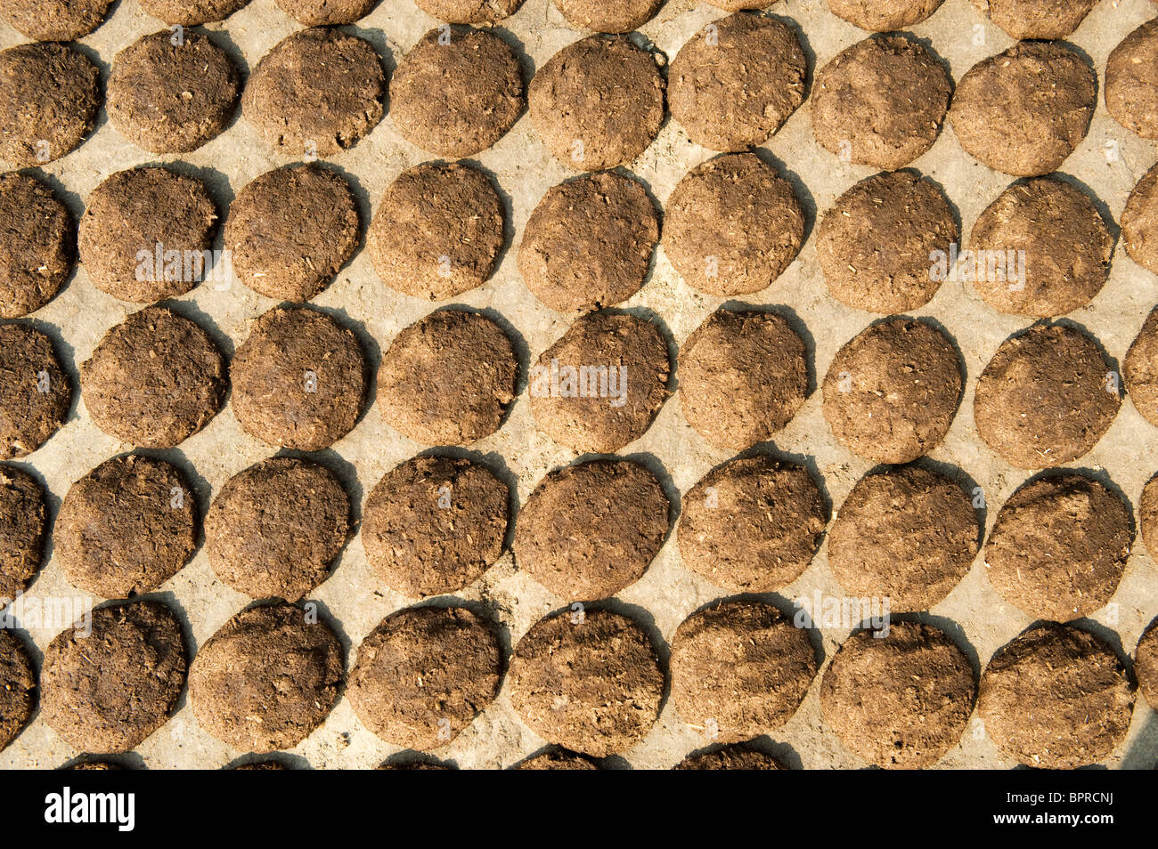 Cow dung drying on sun to be used a fuel for fire, Varanasi (Benares ...