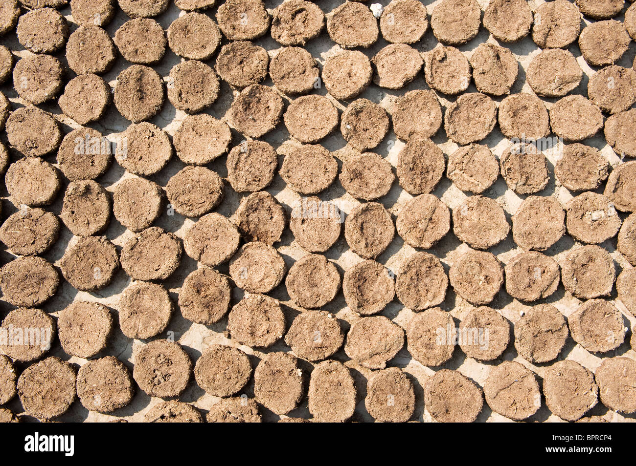 Cow dung drying on sun to be used a fuel for fire, Varanasi (Benares ...