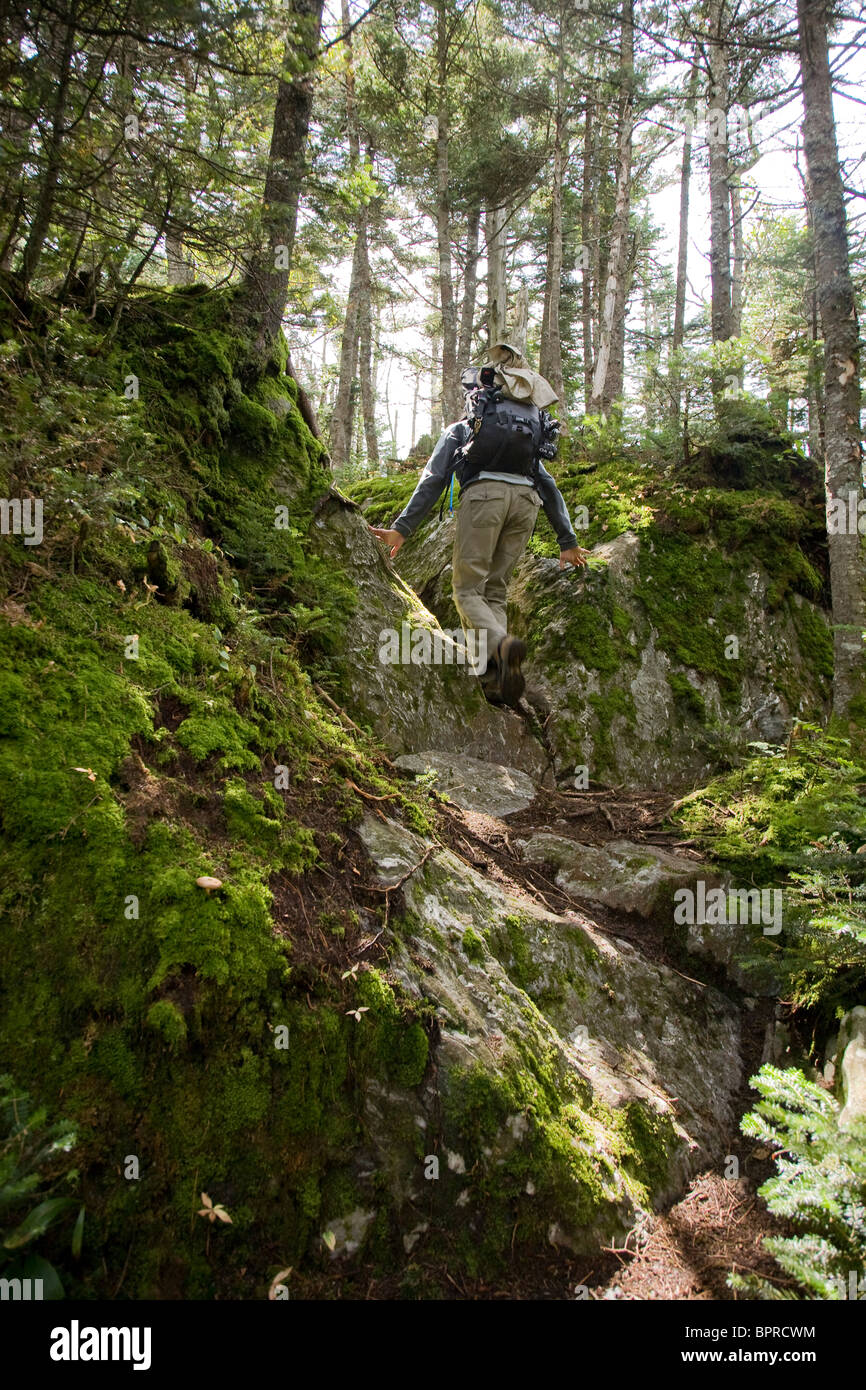 Mid adult woman hiking the Longtrail North to the top of Mt. Abraham in ...