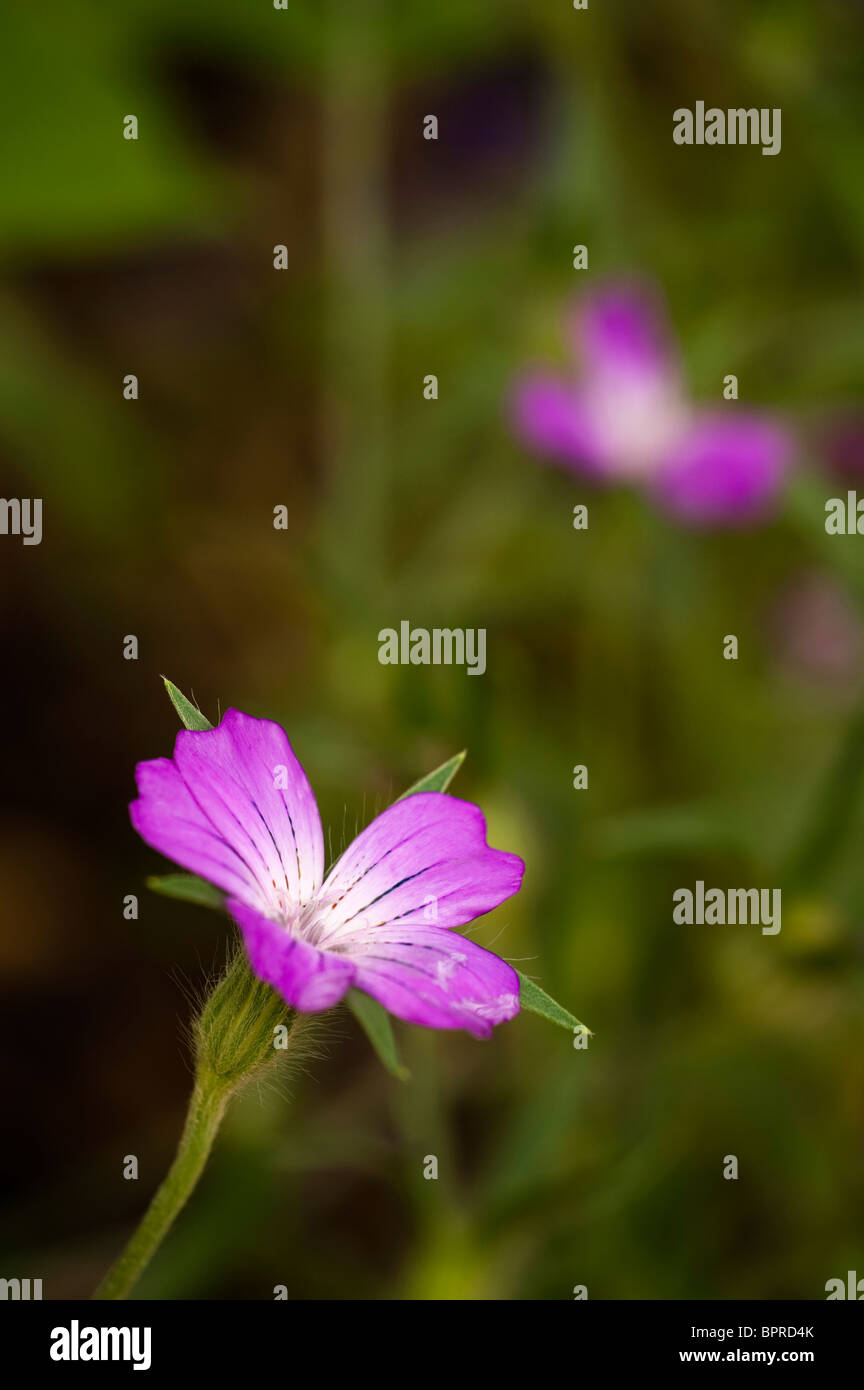 Corncockle, Agrostemma githago, in flower Stock Photo - Alamy