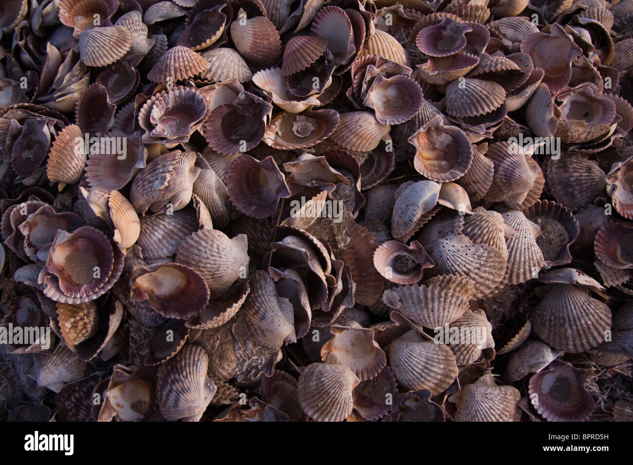 Pile of empty scallop shells on the shores of Laguna San Ignacio, Baja ...