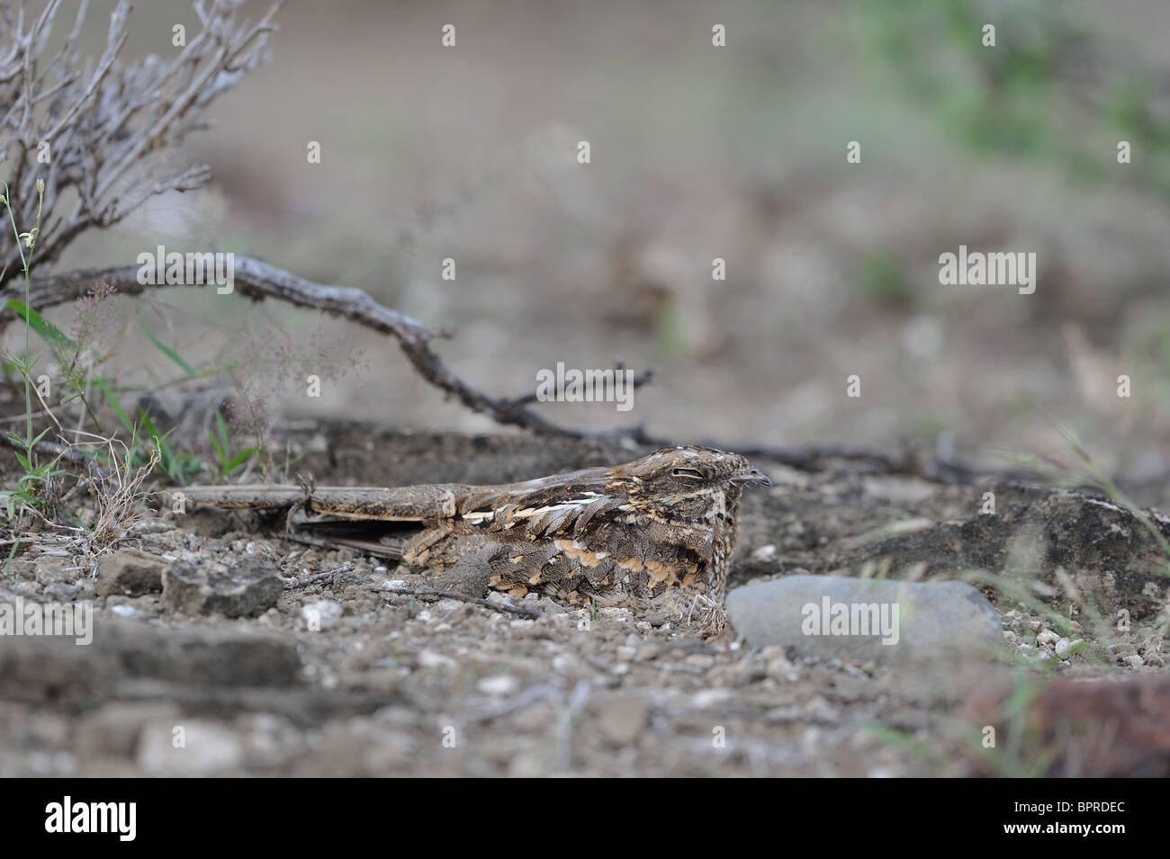 Nightjar bird hi-res stock photography and images - Alamy