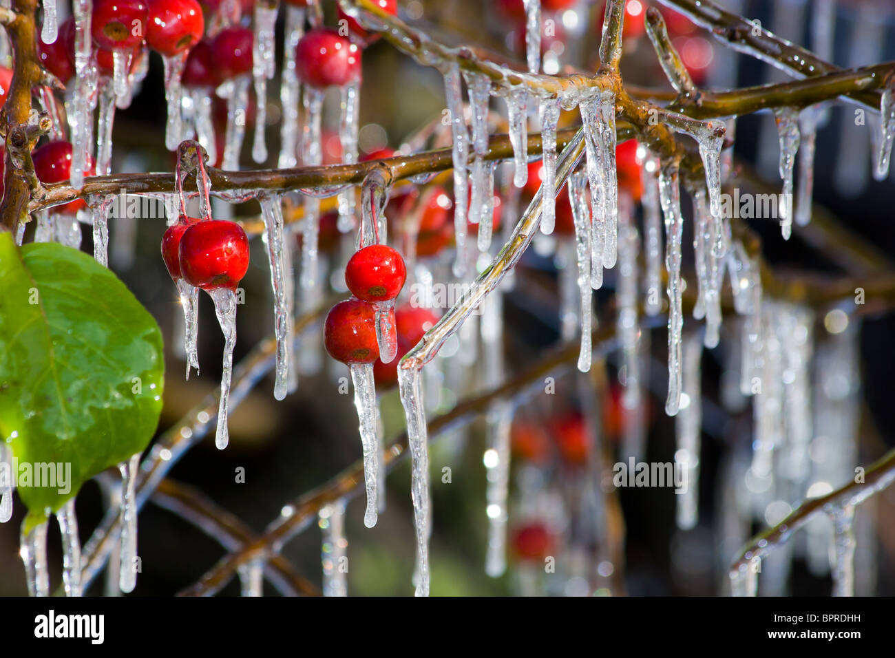 Water has frozen on a branch of an apple-tree and has turned to icicles ...