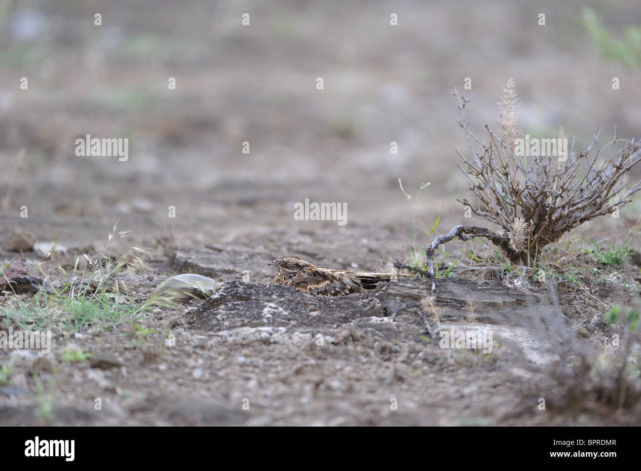 Slender-tailed nightjar - Mozambique Nightjar - Reichenow's Nightjar ...