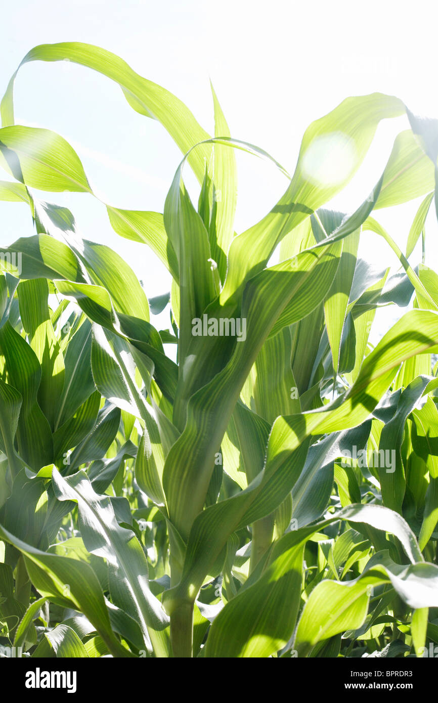 Crop growing mexico hi-res stock photography and images - Alamy