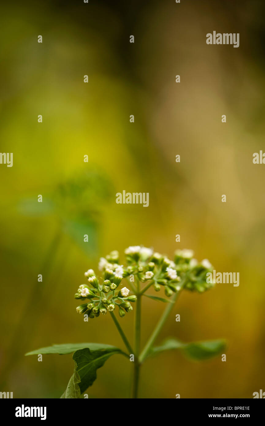 Eupatorium aromaticum, Lesser Snakeroot Stock Photo - Alamy
