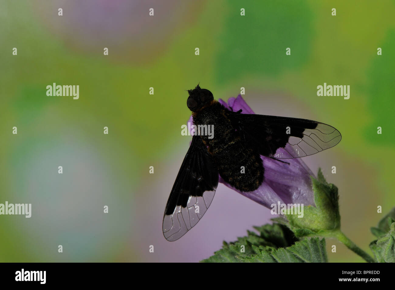 Bee-fly (Anthrax anthrax) on flower in summer - its larvae are nest ...