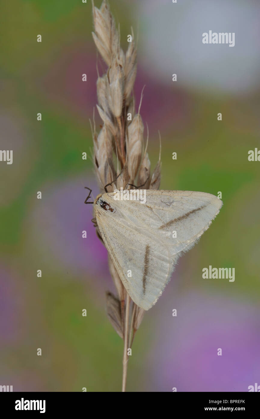 Straw belle moth hi-res stock photography and images - Alamy