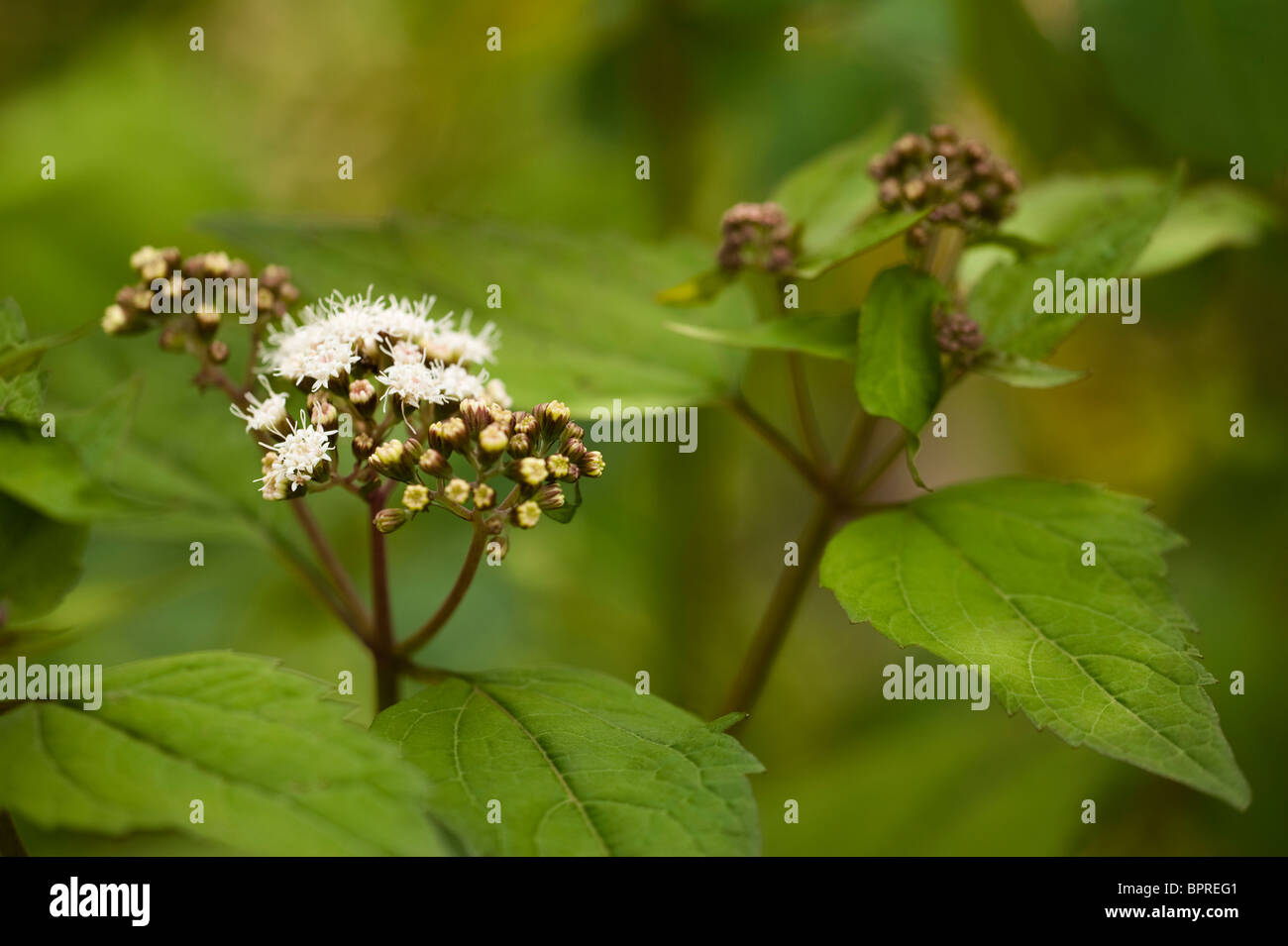 Eupatorium aromaticum, Lesser Snakeroot Stock Photo - Alamy