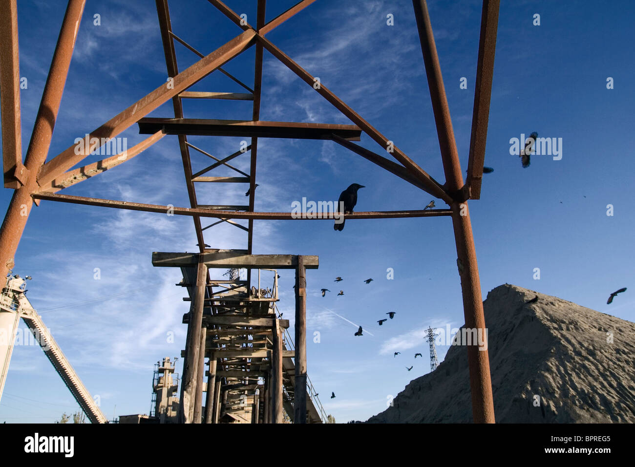 Corvus corax flock hi-res stock photography and images - Alamy