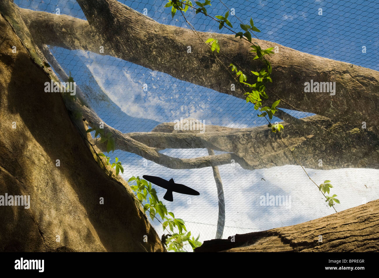 Fake bird sticker at a zoo in Seattle, Washington Stock Photo - Alamy