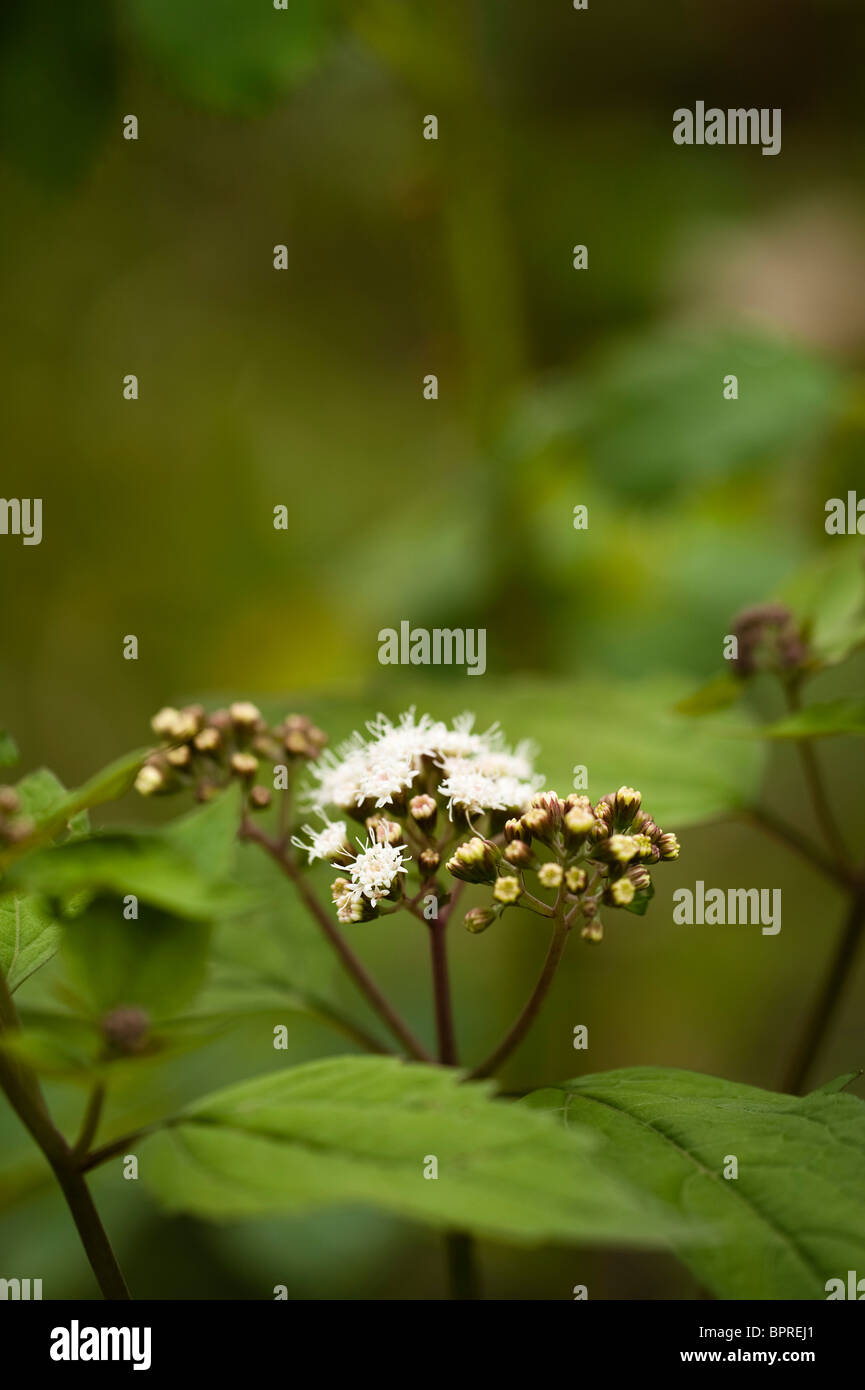 Eupatorium aromaticum, Lesser Snakeroot Stock Photo - Alamy