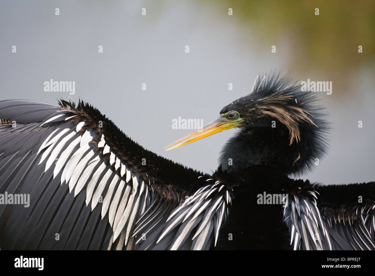 Anhinga (Anhinga anhinga) in Everglades National Park, Florida Stock ...